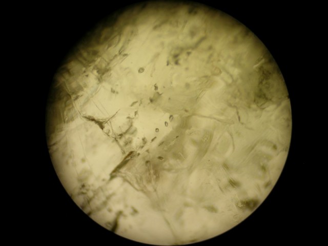 danburite - Patrick Voillot